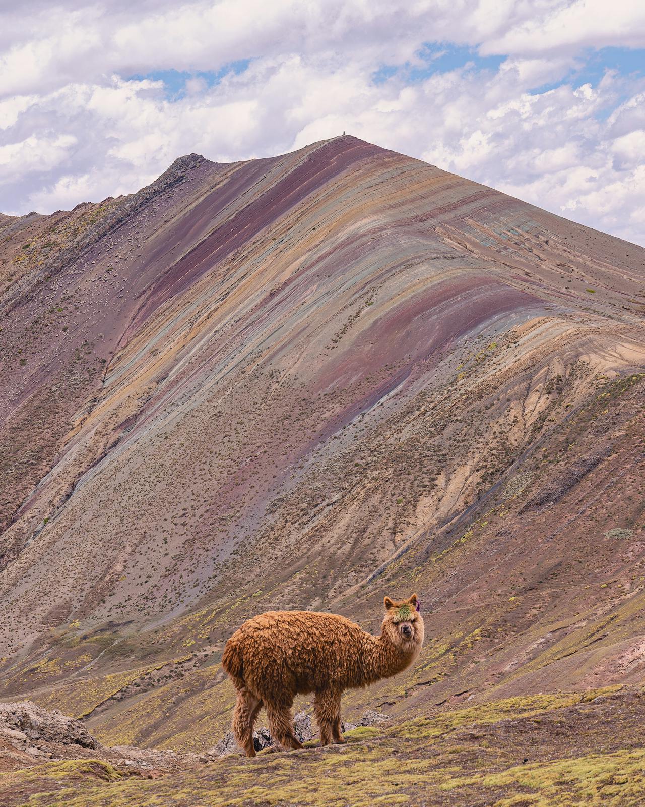 Cusco to Palccoyo Rainbow Mountain Tour - United Mice Peru